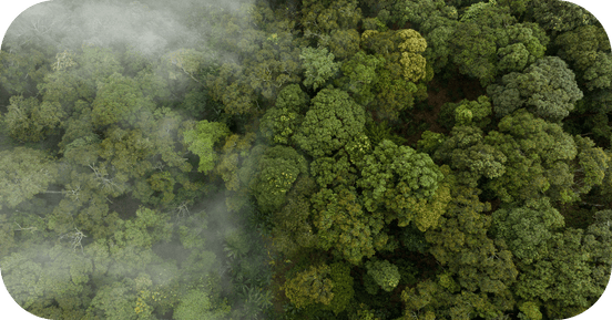 Le cycle du carbone en forêt | Gestion durable | France Valley