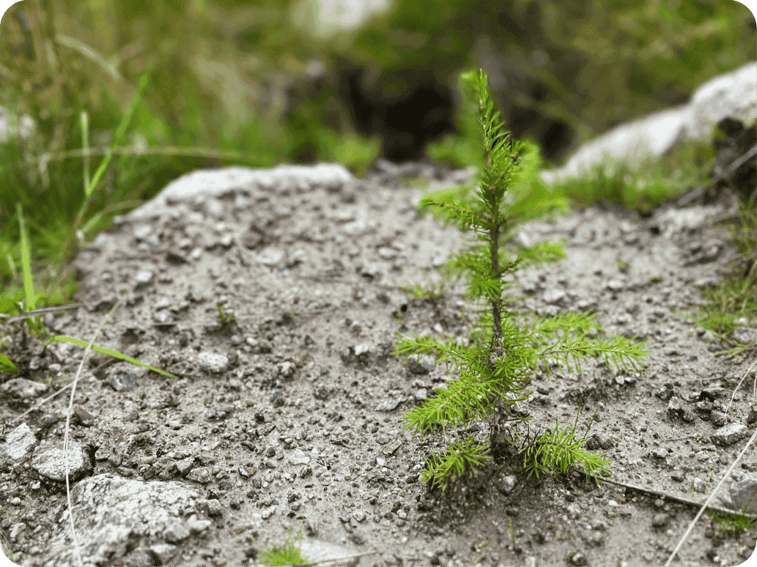 Encyclo | Lexique Forestier | France Valley