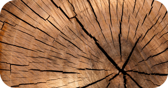 Encyclo - Les certifications environnementales des forêts : PEFC / FSC